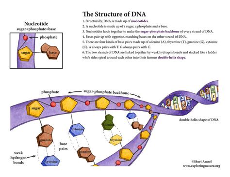 Dna Structure And Function And Watson And Crick Exploring Nature