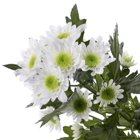 Radost Collectie Bovebo Chrysanten