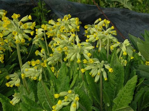 Yellow Cowslip