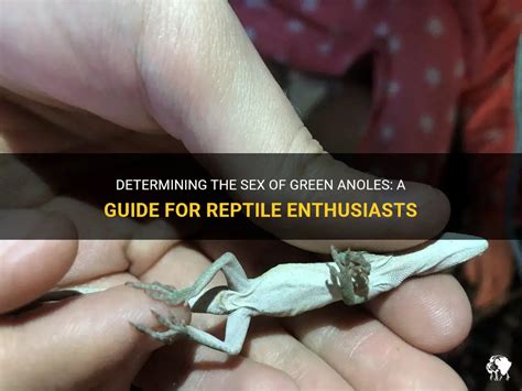 Determining The Sex Of Green Anoles A Guide For Reptile Enthusiasts