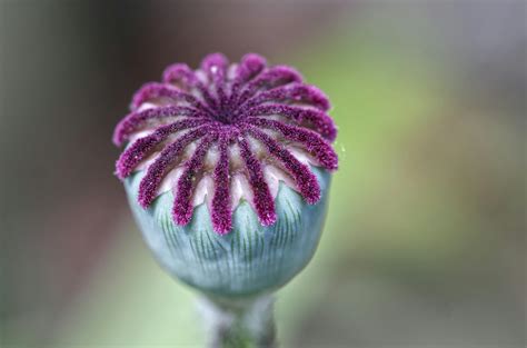 Poppy Seed Head Photos Download The Best Free Poppy Seed Head Stock