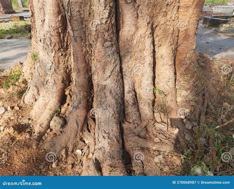 Giant Ficus Religiosa Tree In India Stock Image Image Of Tree Subcontinent 270068987