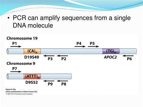 Ppt Dna Synthesis And Amplification Methods Explained Powerpoint