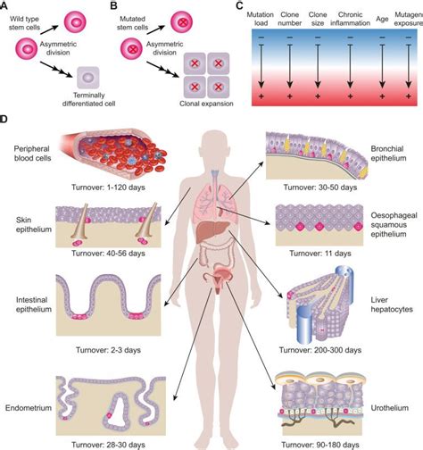 Mohammad Vaziri On Linkedin Somatic Evolution Of Normal Tissues