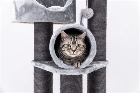 Cat Taxonomy Everything You Need To Know Catbuzz