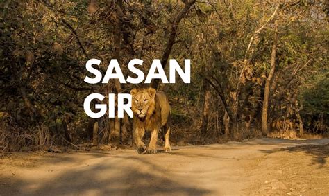 Explore Sasan Gir With A Comfortable Camper Van Tour Safari And Wildlife Adventure