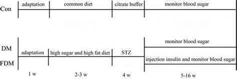 Schematic Overview Of The Experimental Procedure Download Scientific