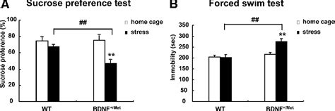 Figure 2 From Variant Brain Derived Neurotrophic Factor Val66met