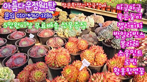 아름다운정원 1탄 국민이군생 묵은둥이 세일된가격에 만나보세요 5만원이상 무료배송 선물증정 ♡뷰티비을♡어큐라♡소피아민트♡젤리피치♡반일라빈스♡볼라레♡천도화♡매금장미♡뮤즐리