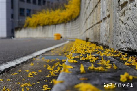 一场秋雨一场寒转眼已是秋关于秋雨的那些诗词 知乎