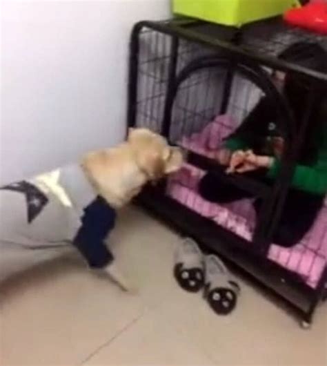 狗狗追着主人跑主人机灵躲进狗笼狗狗看去懵了你犯规了 生活