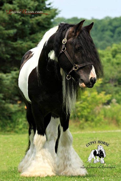 Die 25 Besten Bilder Von Tinker Pferde Pferde Bilder Und Pferdebilder