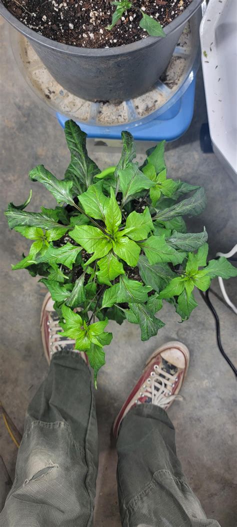 Nitrogen Toxicity R Pepperlovers