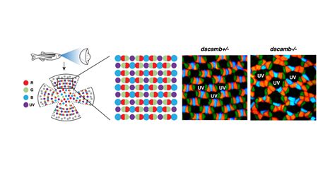 Study Shows How Retinal Cells Know When To Keep Their Distance