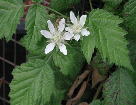 Rubus Ursinus