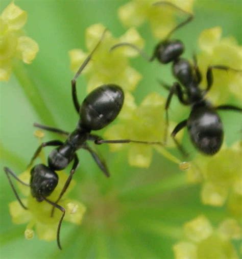 Wild Parsnip Pastinaca Sativa 14 Wild Flowers Of Sleepy Hollow Lake From All