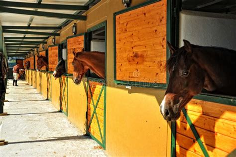 Cavalos Nos Estábulos Foto De Stock Imagem De Cavalos 13738612