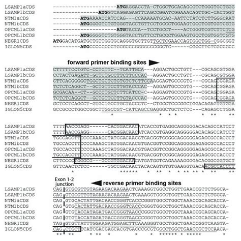 Multiple Sequence Alignment Of The 5 Coding Regions Cds Of Human Download Scientific