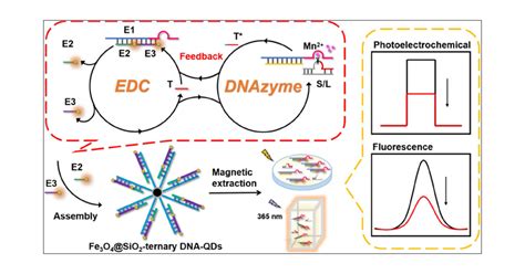 Programmable Entropy Driven Circuit Cascaded Self Feedback Dnazyme