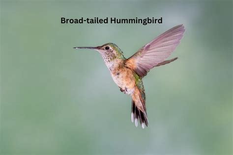 Hummingbirds California Species Guide Earth Life