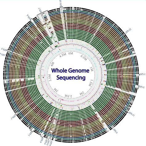 Whole Genome Sequencing Of Bacterial Genomes Tools And Applications Coursera