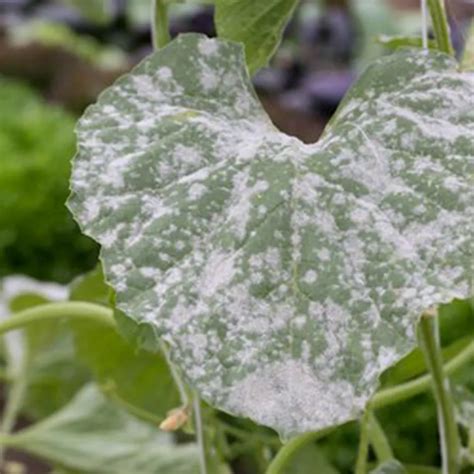 Liquid Indofil Sitara Fungicide C14h17cl2n3o At ₹ 320litre In Bengaluru