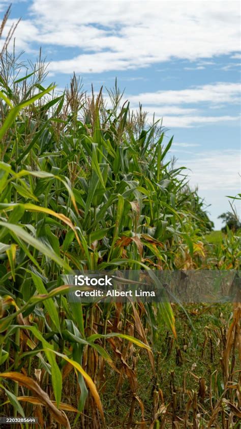 녹색 잎과 마른 껍질이 있는 옥수수 밭의 클로즈업 보기 키 큰 옥수수 식물은 흐린 하늘 아래 줄지어 자라며 성장기의 후반 단계를 나타냅니다 0명에 대한 스톡 사진 및 기타