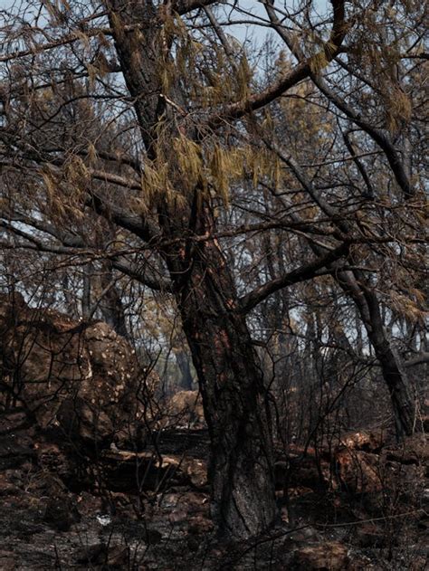 가지 감기 검게 한 검은색 겨울 경치 국립 국립 공원 기후 변화 까맣게 자른 나무 나무 껍질 나무 둥치 대단원 드라마틱한 맹렬한 분석 분위기