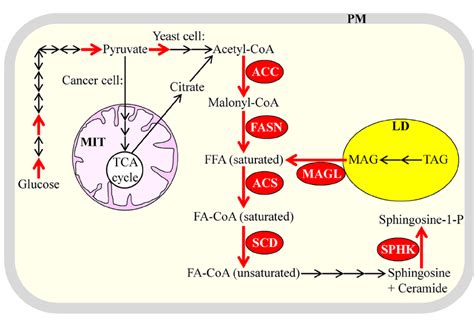 Several Of The Key Metabolic Processes Underlying Lipogenesis In The