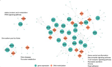 Pathway Based Gene Gene Interaction Network Between Gene Expression Download Scientific Diagram