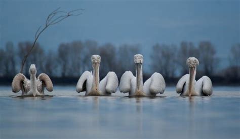 Фотоизложба „България Тайван Пътуване с птиците” отваря врати в Природонаучния музей