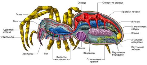 Пин от пользователя Олеся Белкова на доске зоология 7 класс Паукообразные Зоология