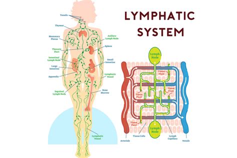 What Is The Lymph System And Why Is It Important To My Heart Natural