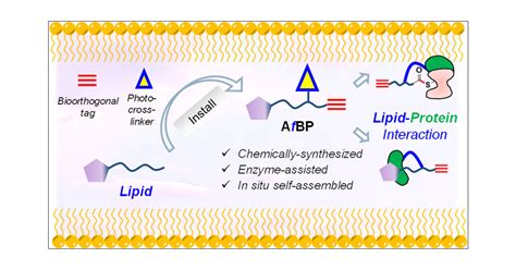 Bifunctional Lipid Derived Affinity Based Probes Afbps For Analysis