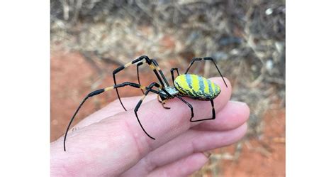 САЩ са под заплаха от гигантски летящи отровни паяци Видео снимки