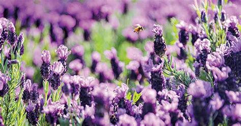 신안 라벤더 축제 한국의 프로방스 박지도와 반월도