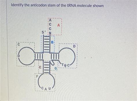Solved Identify The Anticodon Stem Of The Trna Molecule