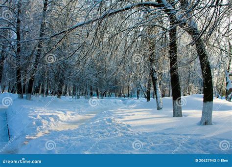 Beautiful Nature Winter Forest Stock Image Image Of Park Snowy