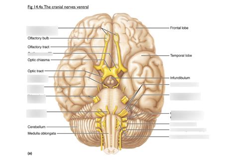 Cranial Nerves Location Diagram Quizlet