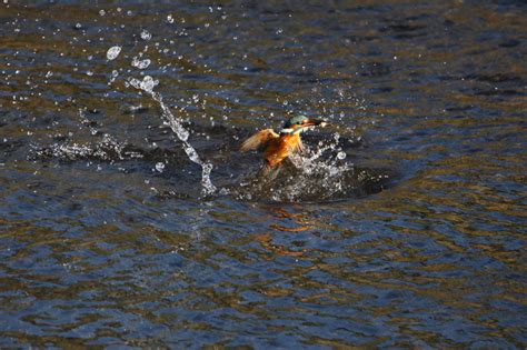 四季の詩 野鳥の詩 カワセミの魚取り 12 19