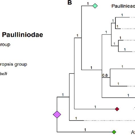 A Bayesian 50 Majority Rule Consensus Tree From A Bayesian Analysis Of