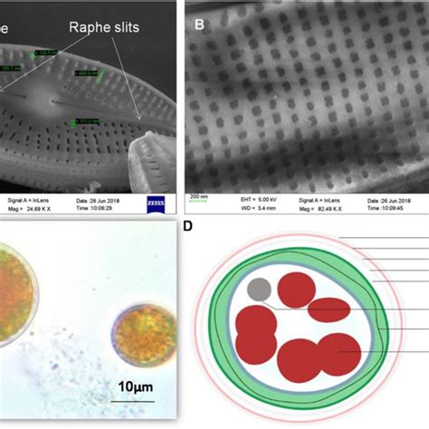 Pdf Nanotechnological Approaches To Disrupt The Rigid Cell Walled Microalgae Grown In