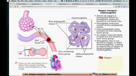 Lesson 47 Oxygen Carbon Dioxide Exchange YouTube