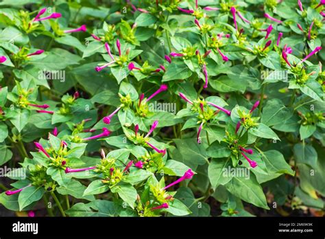Mirabilis Jalapa The Marvel Of Peru Or Four Oclock Flower Is The