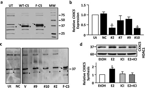 Detection Of Cxxc5 Protein In Mcf7 Cells A Mcf7 Cells Were Download Scientific Diagram