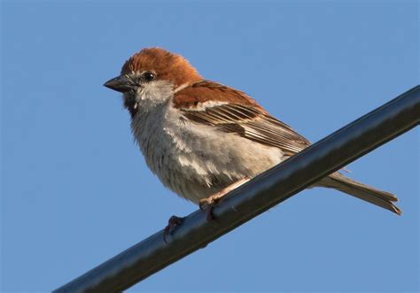 Gorrión Rutilante Passer Cinnamomeus Picture Bird