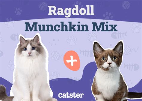 Ragdoll Munchkin Cat Mix Info Pictures Temperament And More Catster