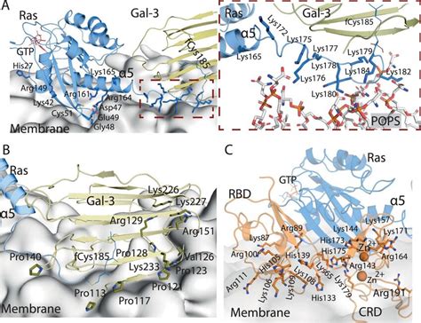 Membrane Interface Of K Ras Gal 3 And C Raf A Positively Charged Download Scientific Diagram