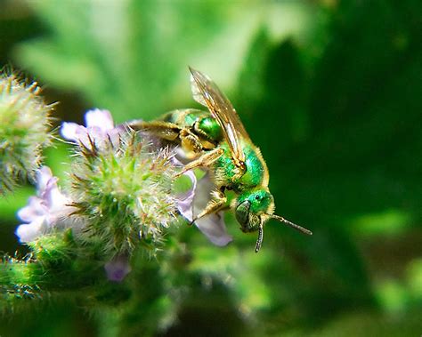 Agapostemon Texanus Curbstone Valley