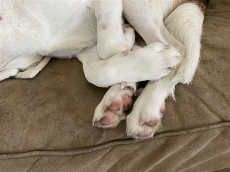 David Priess Davidpriess Twitter